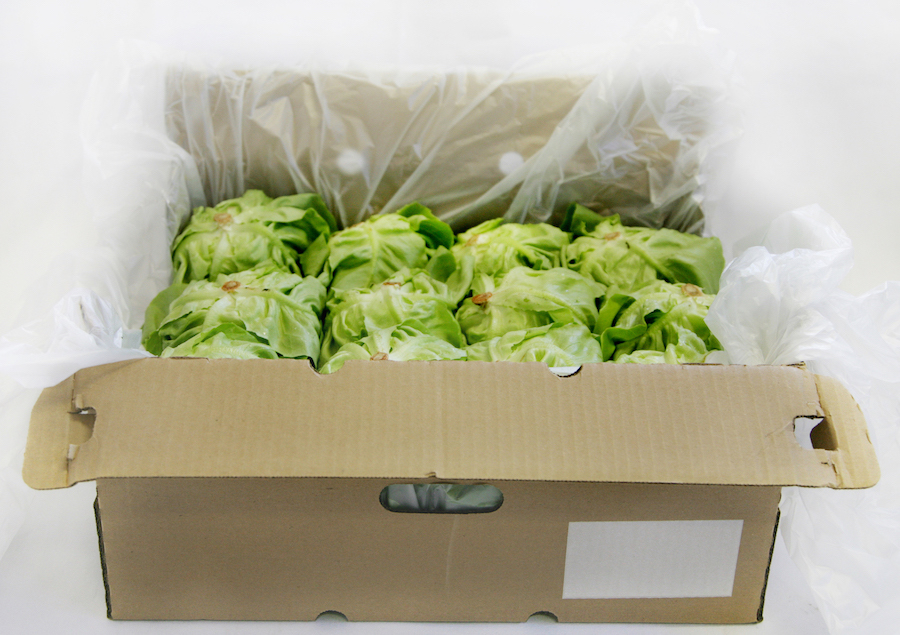 Flat Lettuce (Box of 12) - Torbay Fruit Sales